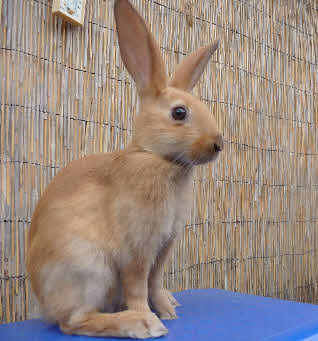 English Spot Rabbit Personality 20 English Spot Rabbit ,,,,,love These