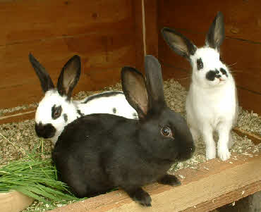 English Spot Rabbit Life Span English Spot – ARBA