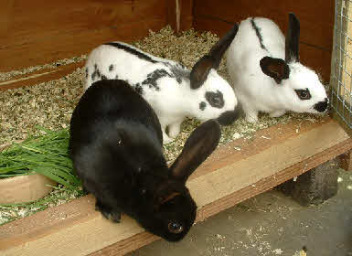 English Spot Rabbit Chocolate