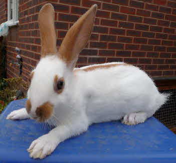 English Spot Rabbit Personality 20 English Spot Rabbit ,,,,,love These